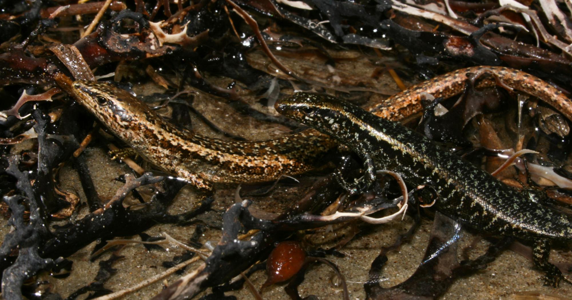 Oligosoma Three Kings Te Paki Western Northland Nzhs